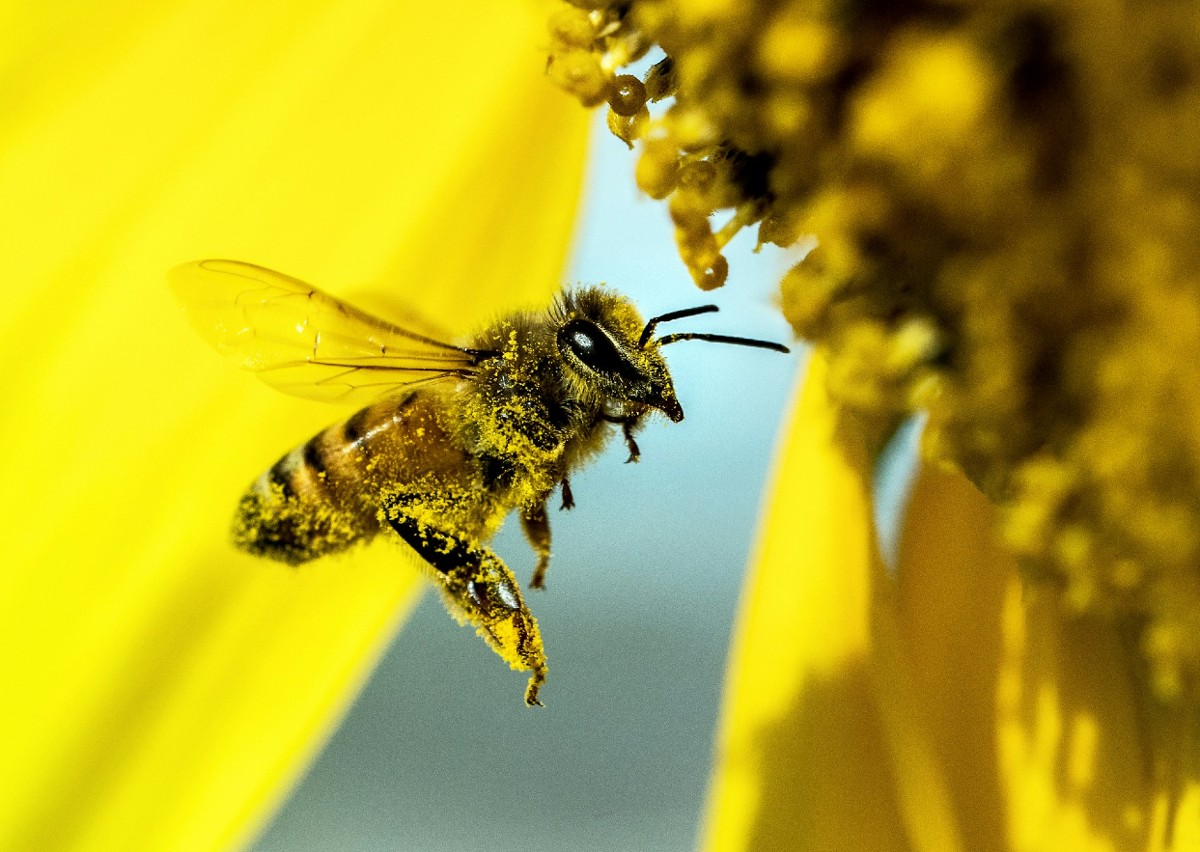Ritorna la Giornata Mondiale delle Api: un appello per la tutela degli insetti impollinatori ...